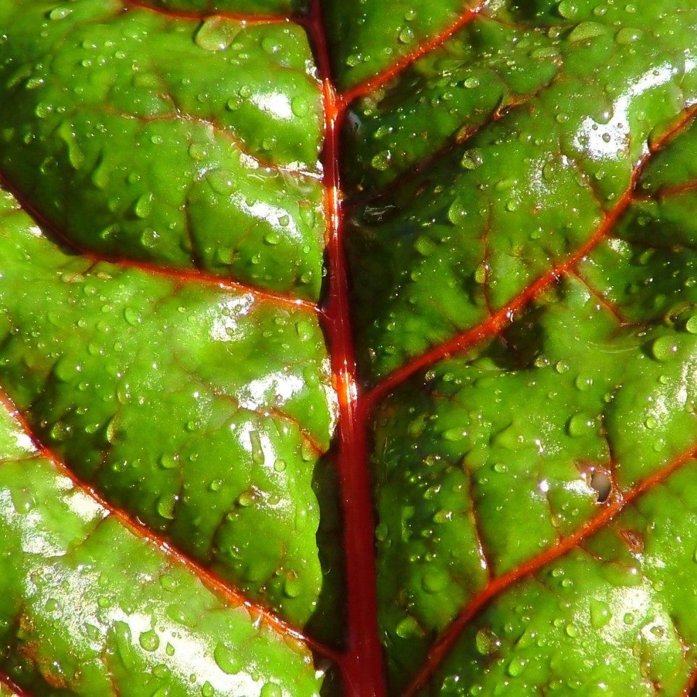 Swiss Ch... - Forces of Nature Wellness | Naturopathic Doctor | Toronto ...